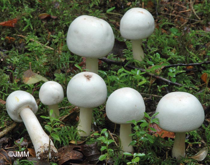 Agaricus xanthoderma = Agaricus xanthodermus